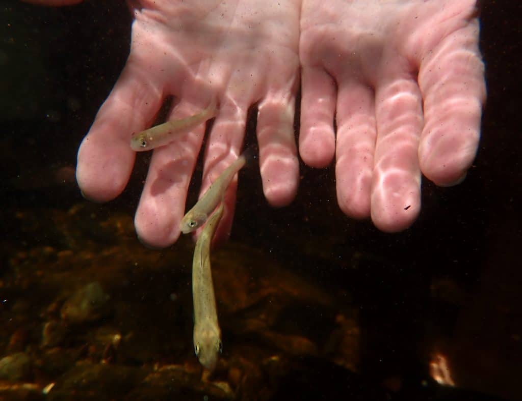 Cooperative effort enhances native cutthroat trout population in ...